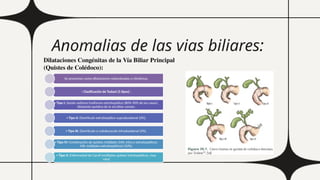 Vias biliares extrahepaticas y vesicula biliar | PPTX