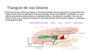 vias biliares listo.pptx mmmm kervin.pptx