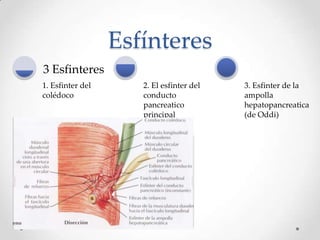 Vias biliares muma (1) | PPTX