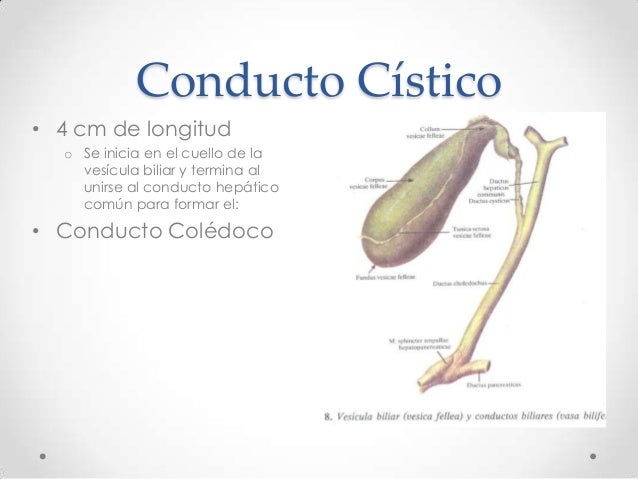 Vias biliares muma (1)