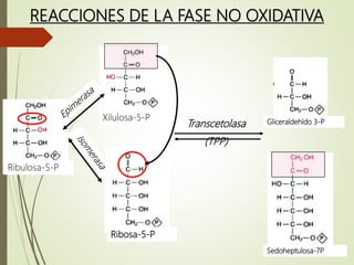 Vias catabólicas de la glucosa | PPTX