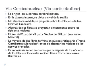 Vias Corticoespianal y Corticobulbar | PDF