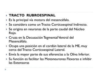 Vias Corticoespianal y Corticobulbar | PDF
