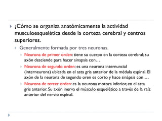 Vias Corticoespianal y Corticobulbar | PDF