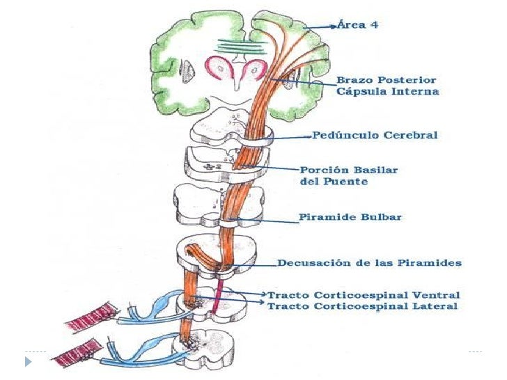 Vias Corticoespianal y Corticobulbar