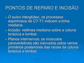 Vias de acesso da coluna vertebral | PPT