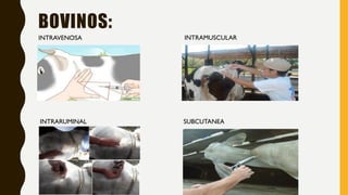 VIAS DE ADMINISTRACION DE MEDICAMENTOS.pptx
