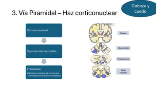 sistema nervioso vias de conduccion.pdf