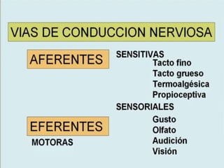 Vias de conduccion nerviosa | PPTX