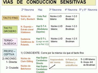 Vias de conduccion nerviosa | PPTX