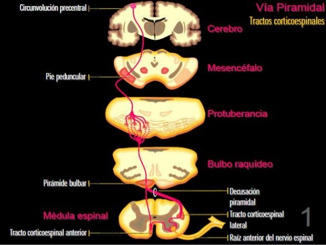 Vias de conduccion nerviosa
