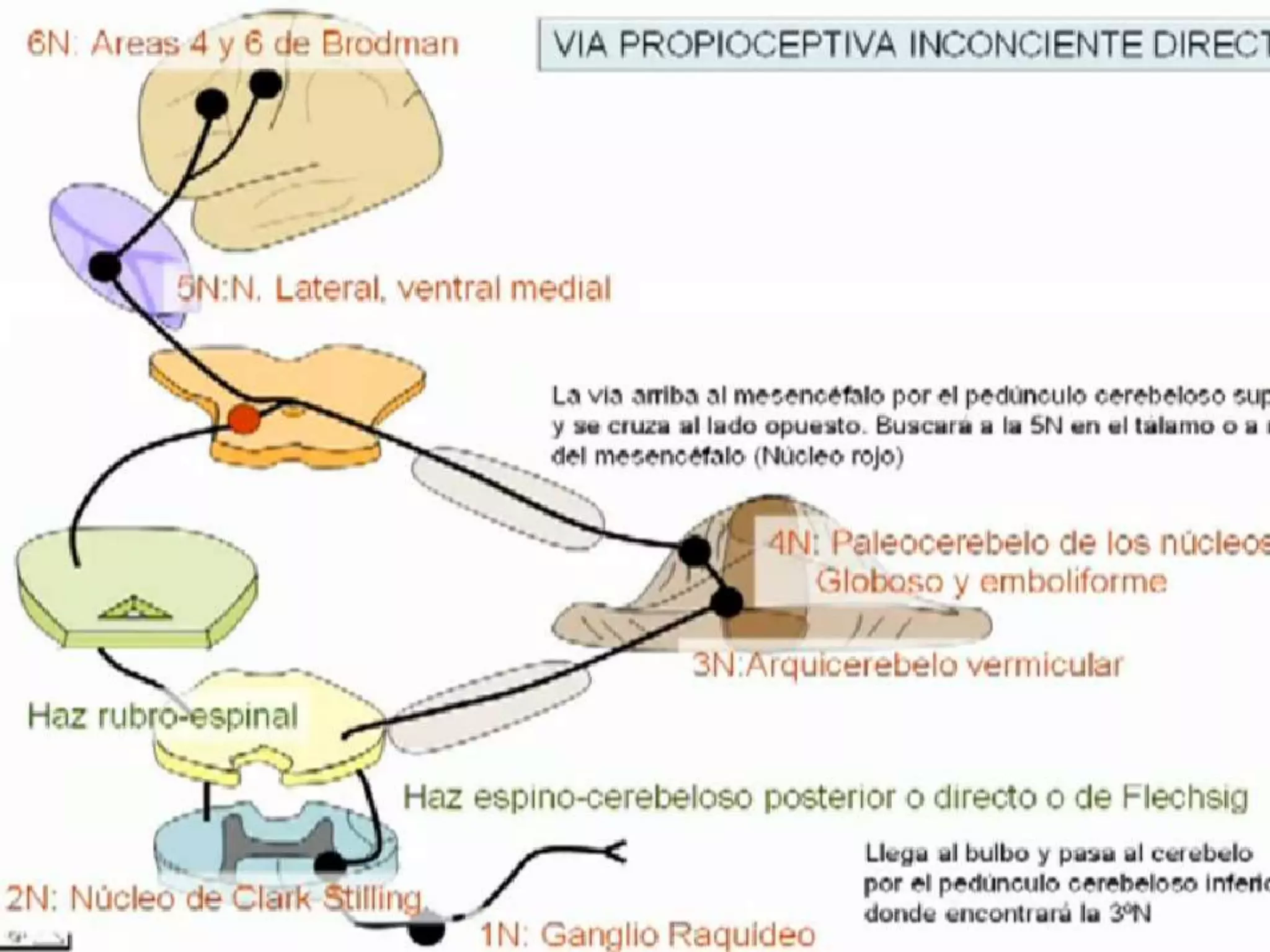 Vias de conduccion sensitivas | PPTX