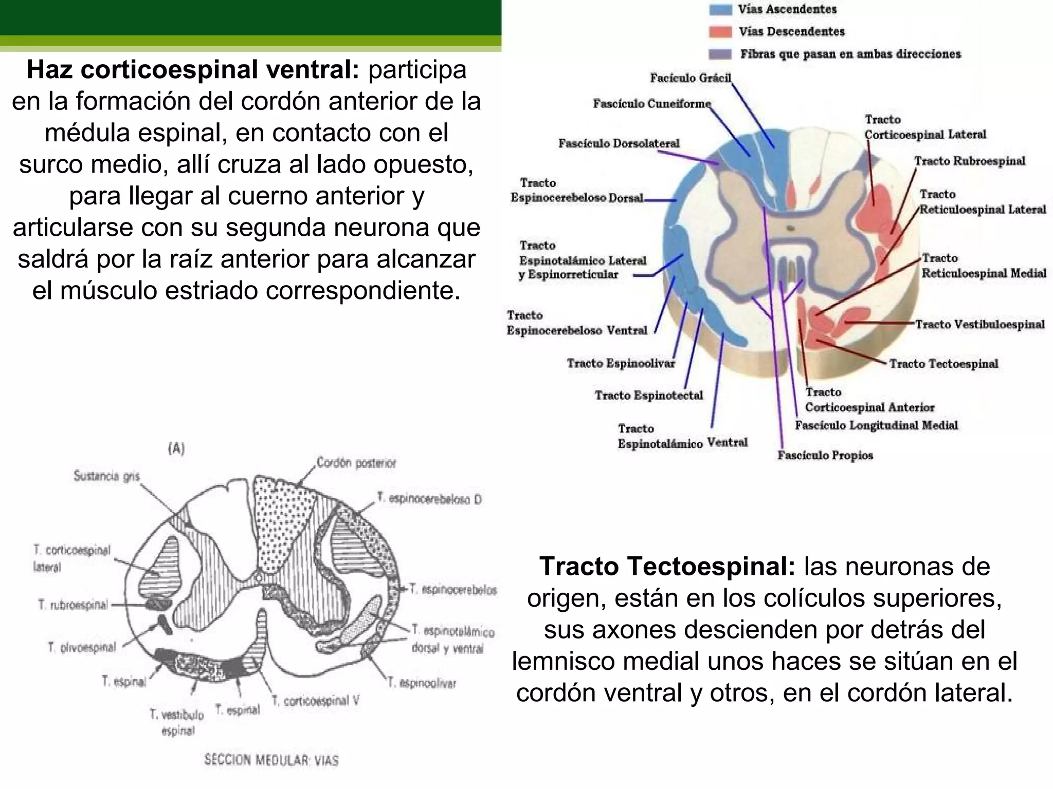Vias descendentes | PPT