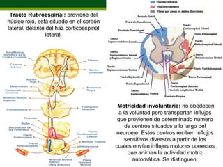 Vias descendentes | PPT