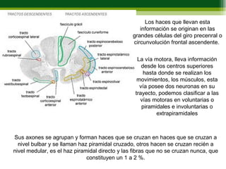 Vías Ascendentes Y Descendentes