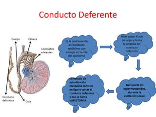 vias espermaticas.pptx