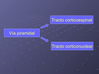 vias_nerviosas semiología morfofisiologia.ppt