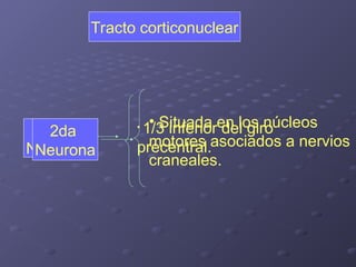vias_nerviosas semiología morfofisiologia.ppt