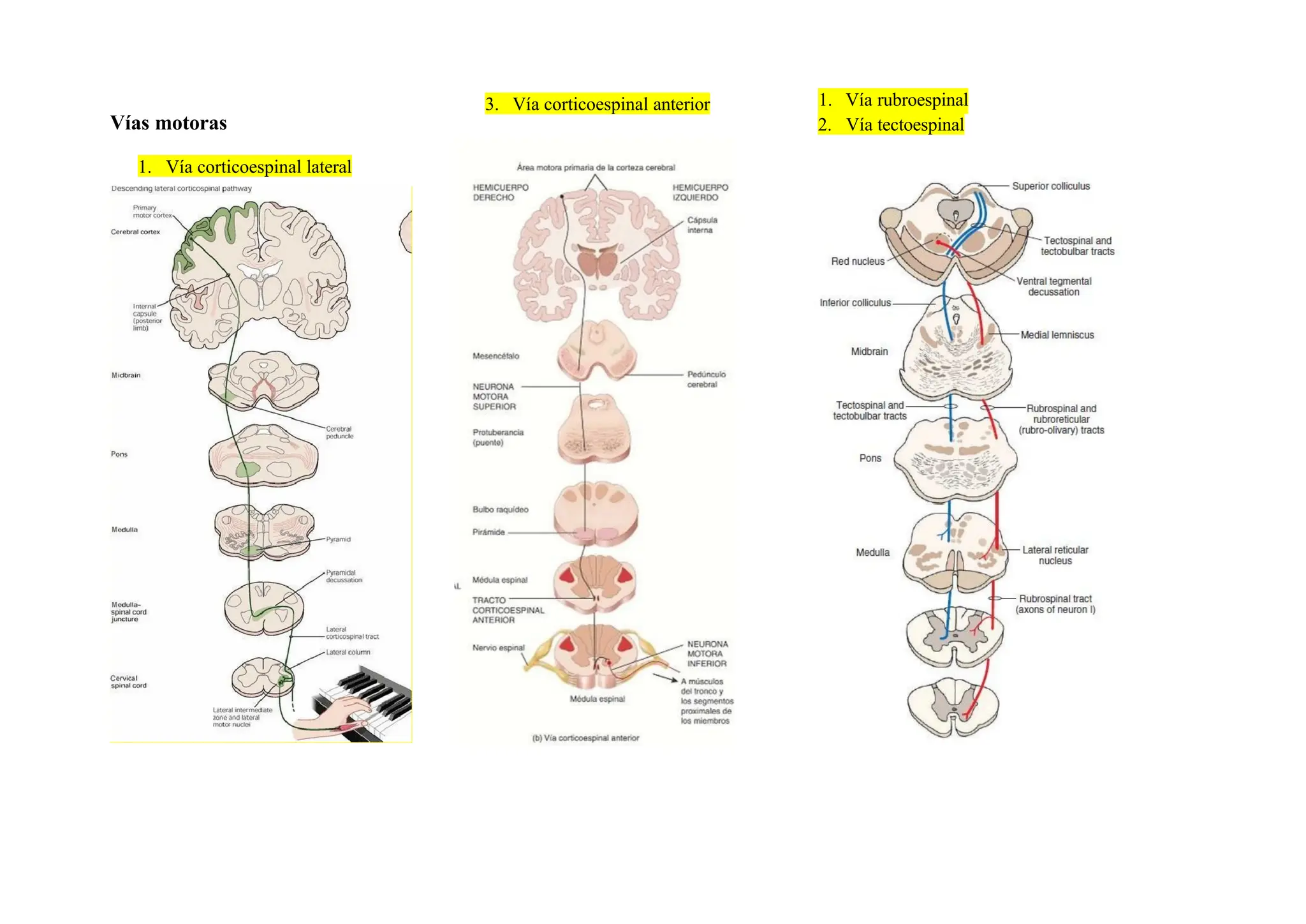 vias neuro imagenes.docxjjjjjjjjjjjjjjjkk | DOCX