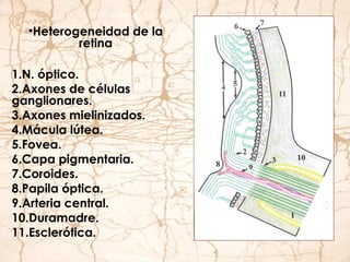 Vias opticas centrales | PPT