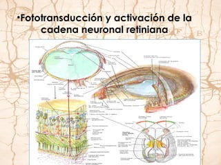 Vias opticas centrales | PPT