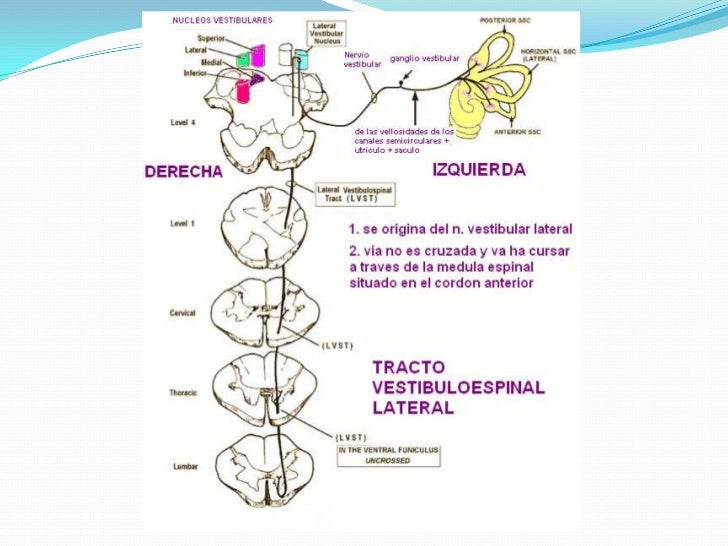 Vias sensitivas y motoras
