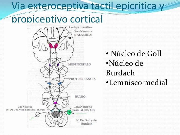 Vias sensitivas y motoras