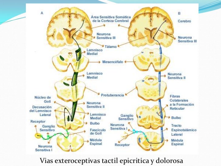Vias sensitivas y motoras