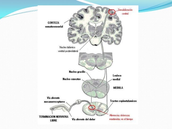 Vias sensitivas y motoras