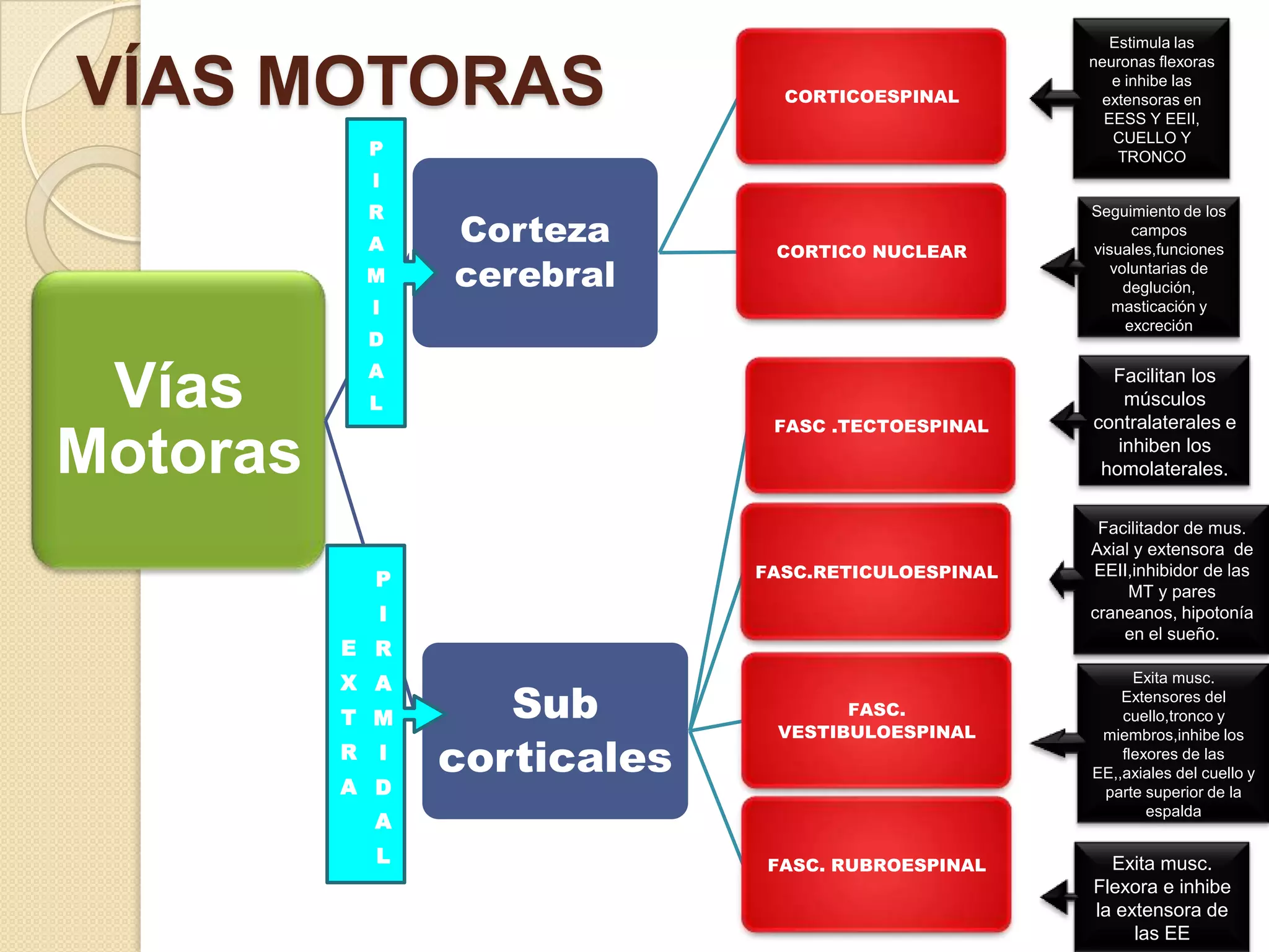 Vias sensitivas y motoras | PPTX