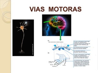 Vias sensitivas y motoras | PPTX