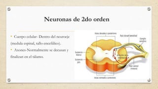 Vias_Somatosensoriales_completo.pptx