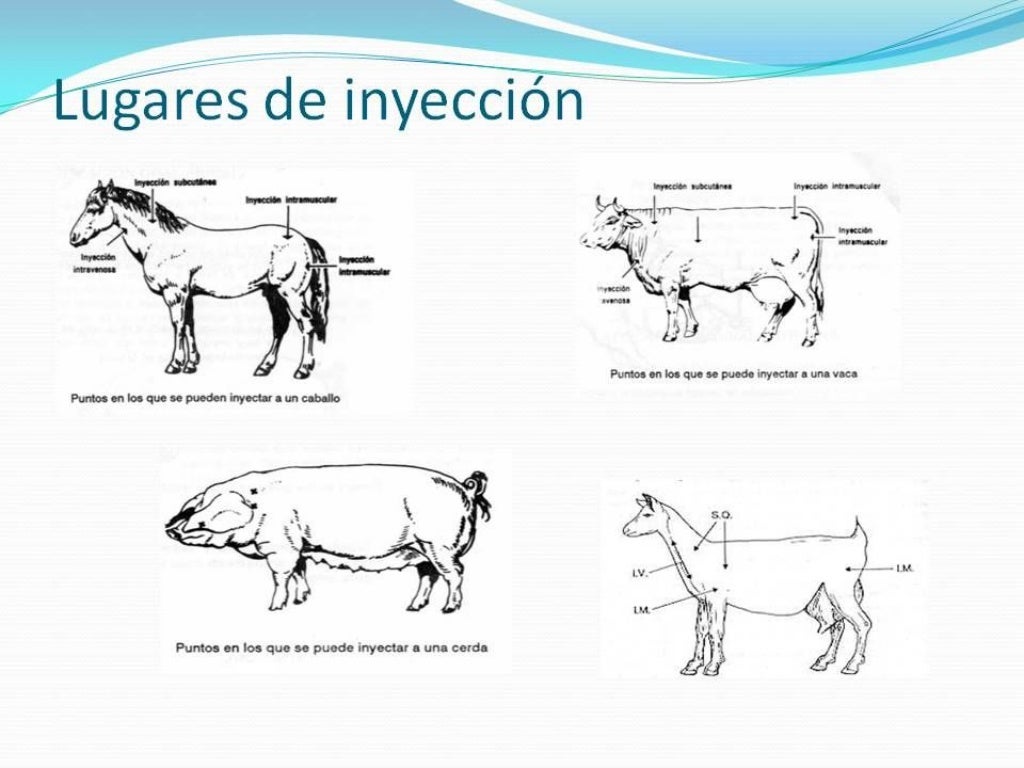 Vias y Metodos de administracion de farmacos en Med. Veterinaria