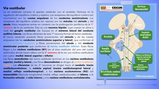 Vía auditiva y vestibular | PDF