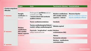 Vía auditiva y vestibular | PDF