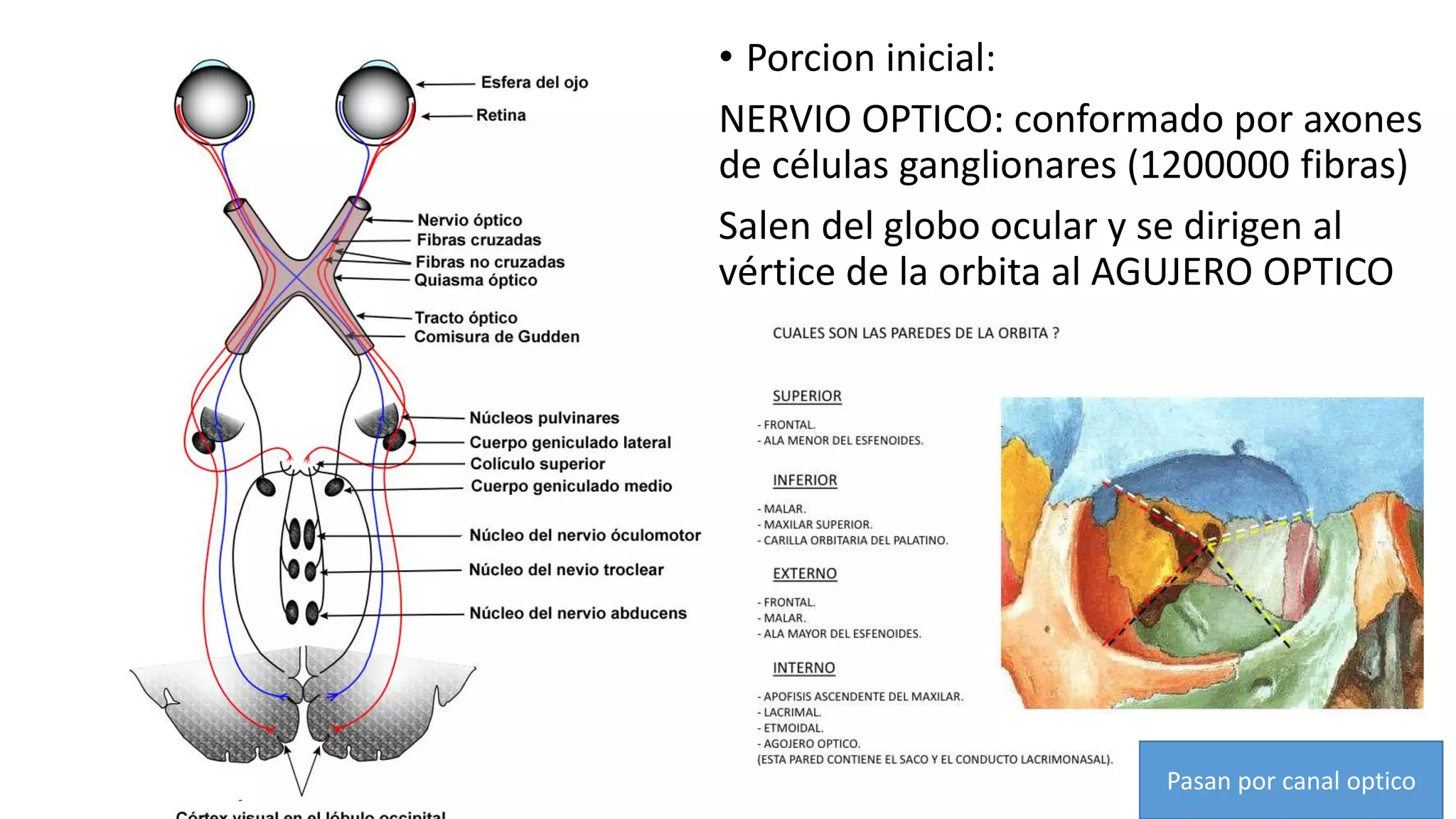 Via visual en oftalmologia | PPT
