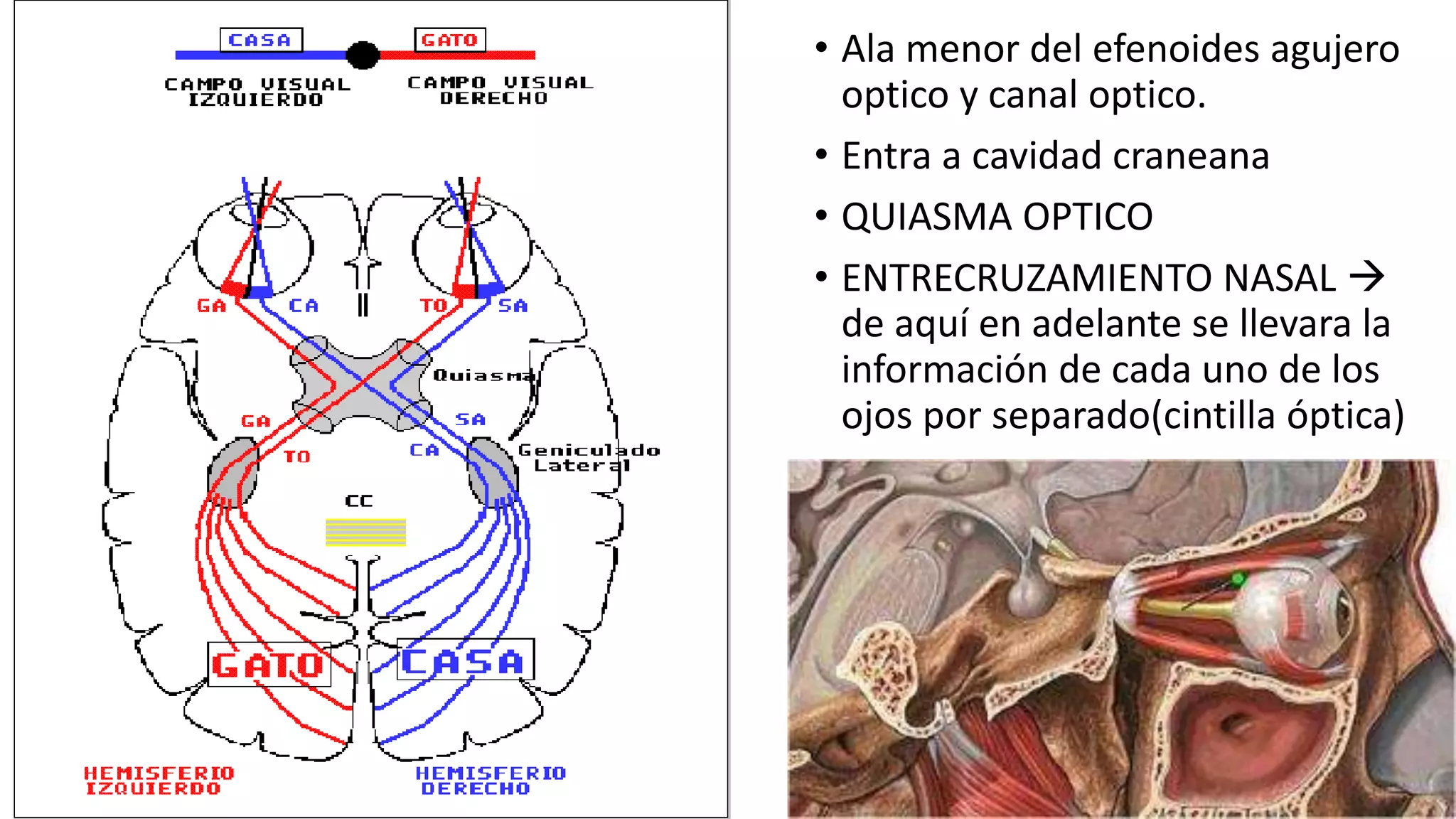 Via visual en oftalmologia | PPT