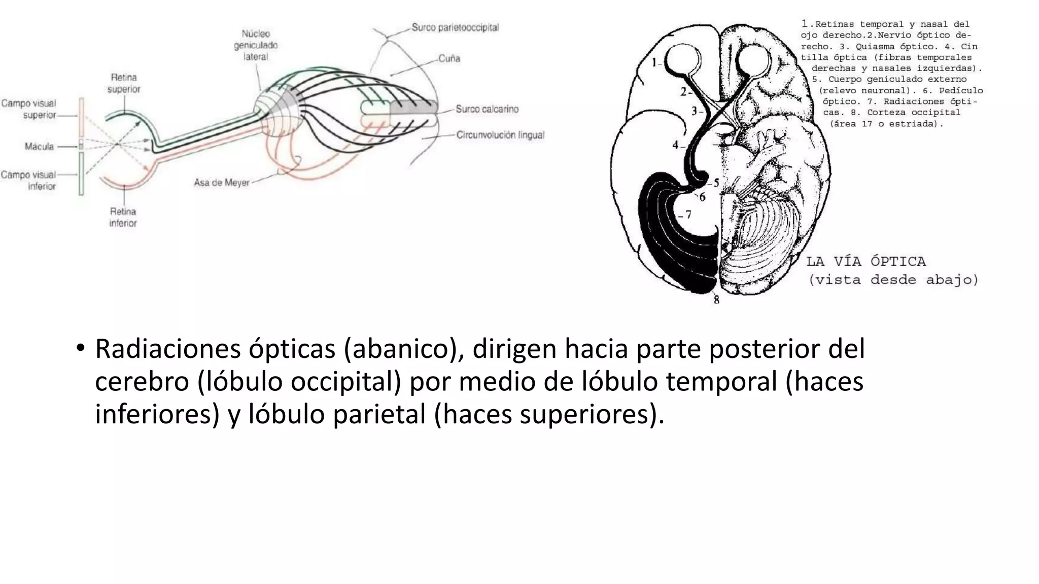 Via visual en oftalmologia | PPTX