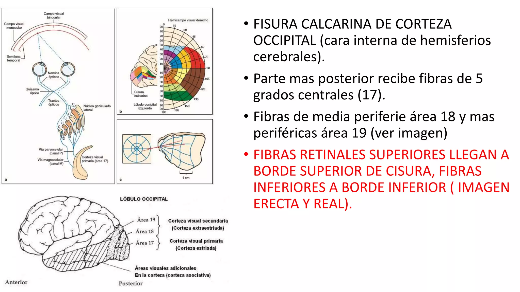 Via visual en oftalmologia | PPTX