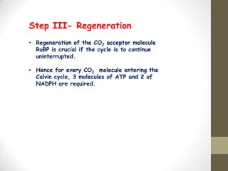 Photosynthesis In Higher Plants- The Dark Phase | PPTX