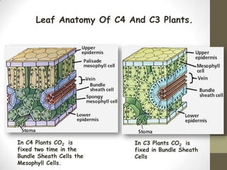 Photosynthesis In Higher Plants- The Dark Phase | PPTX