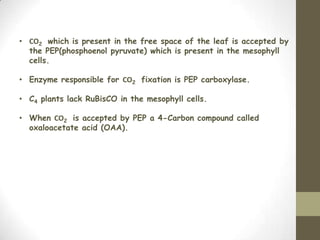 Photosynthesis In Higher Plants- The Dark Phase | PPTX