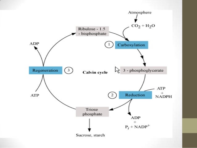Photosynthesis In Higher Plants- The Dark Phase