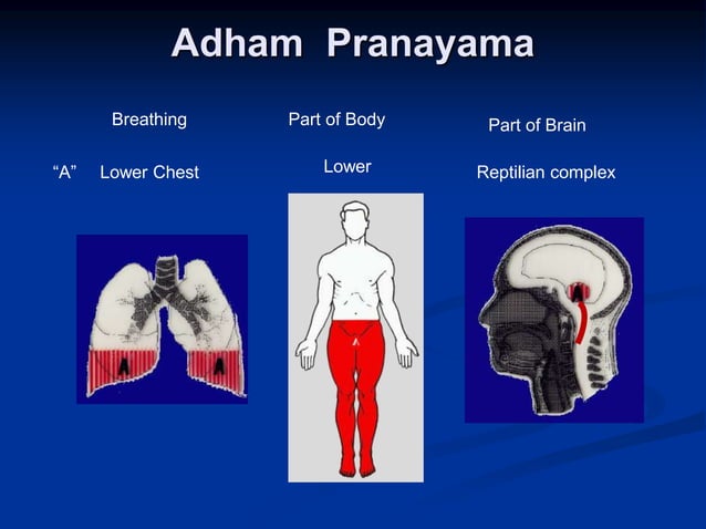 Vibhaga and pranava pranayama of Gitananda Rishictulure Yoga by Dr ...