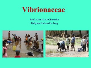 Vibionaceae | PPT