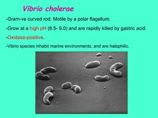 Vibionaceae | PPT