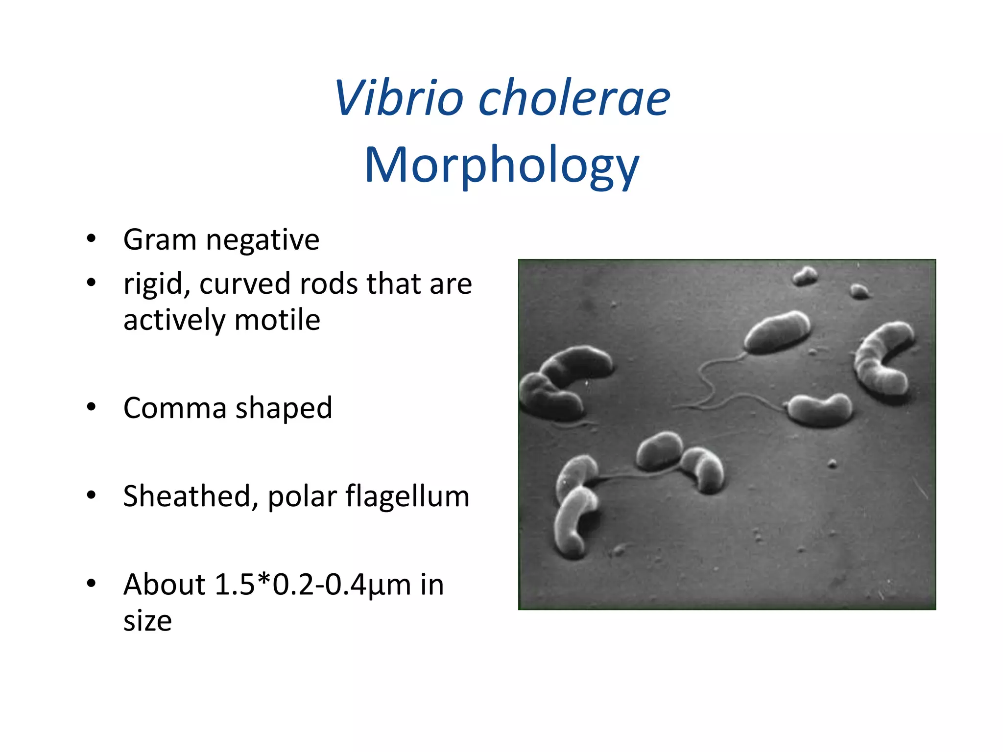 Vibrio | PPTX