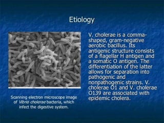 Cholera Bacteria Shape