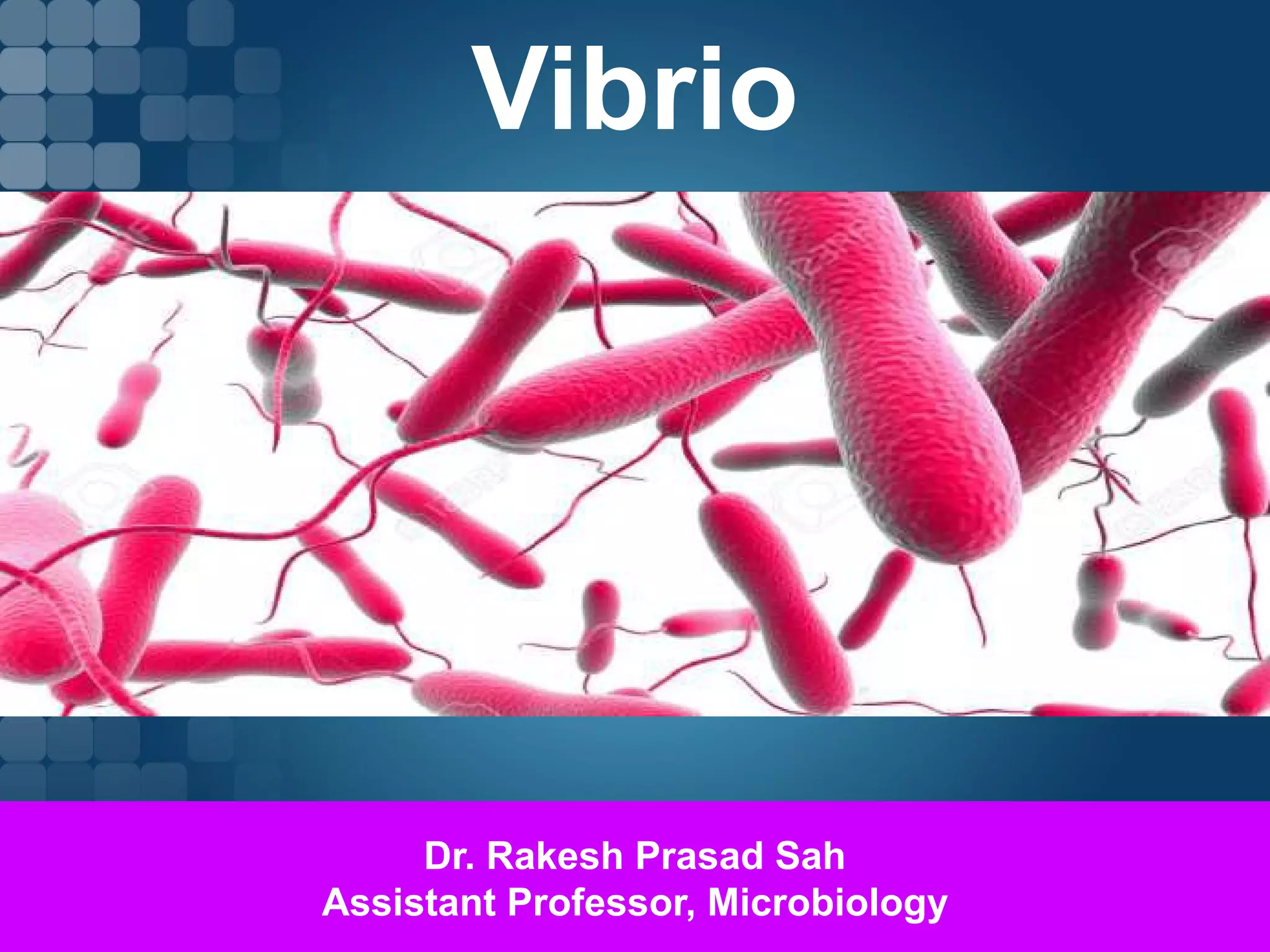 Vibrio by Dr. Rakesh Prasad Sah | PPT