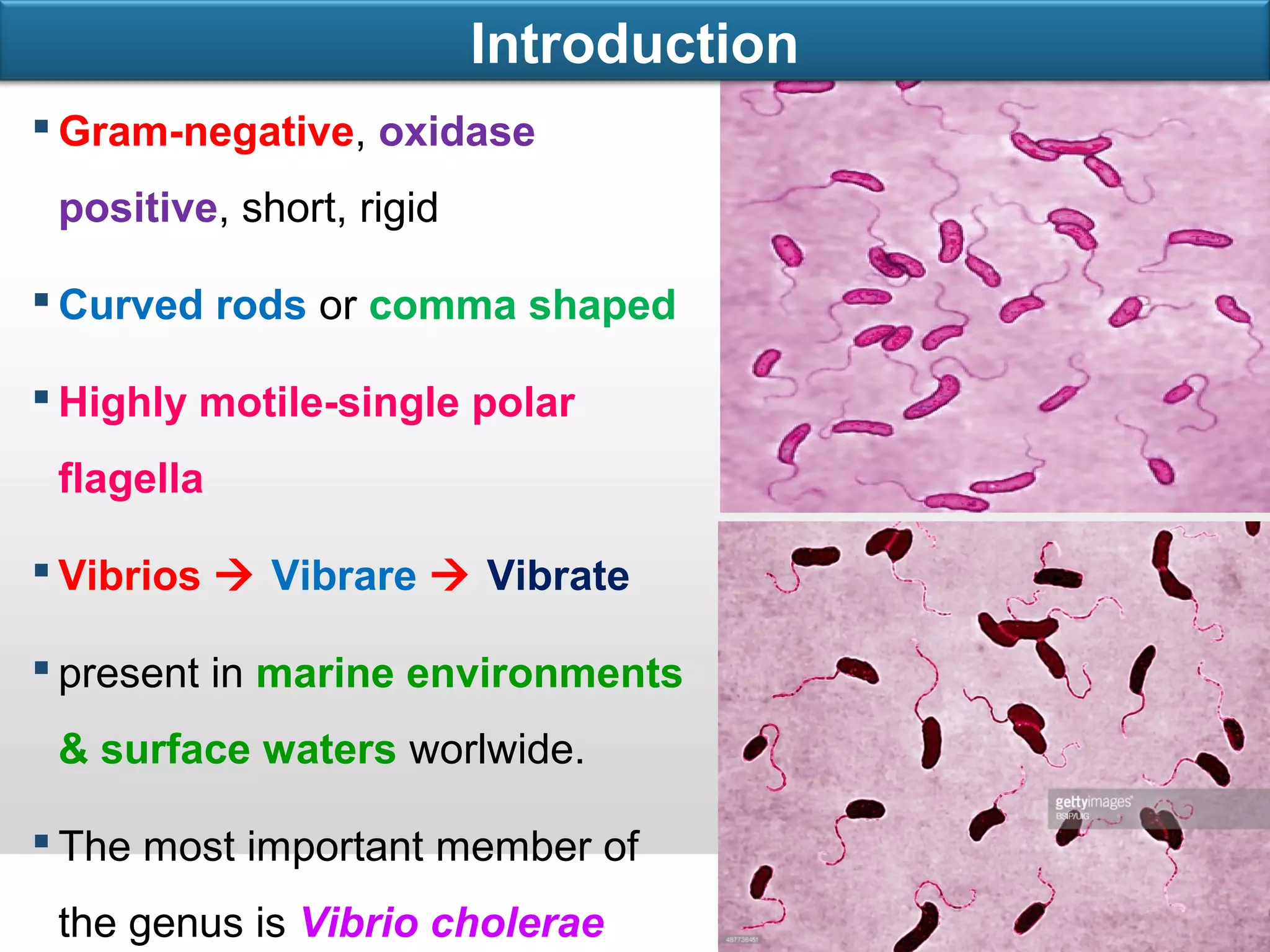 Vibrio by Dr. Rakesh Prasad Sah | PPT